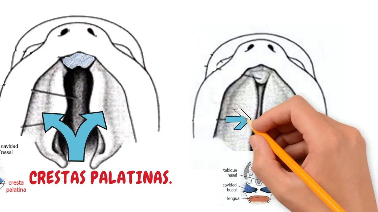 Desarrollo Del Paladar: Importancia Y Procesos | Ferrari Club